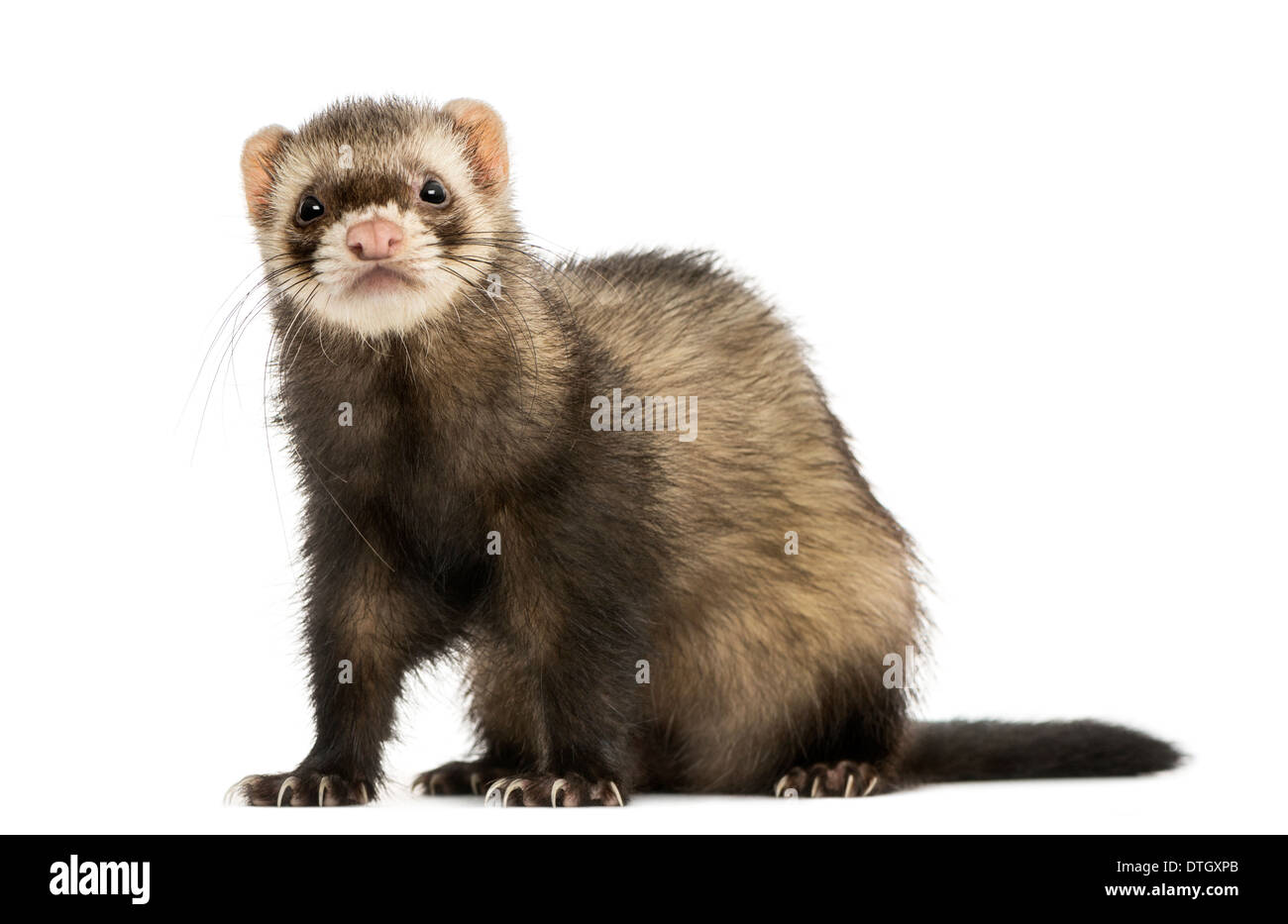 Ferret, Mustela putorius furo, against white background Stock Photo - Alamy