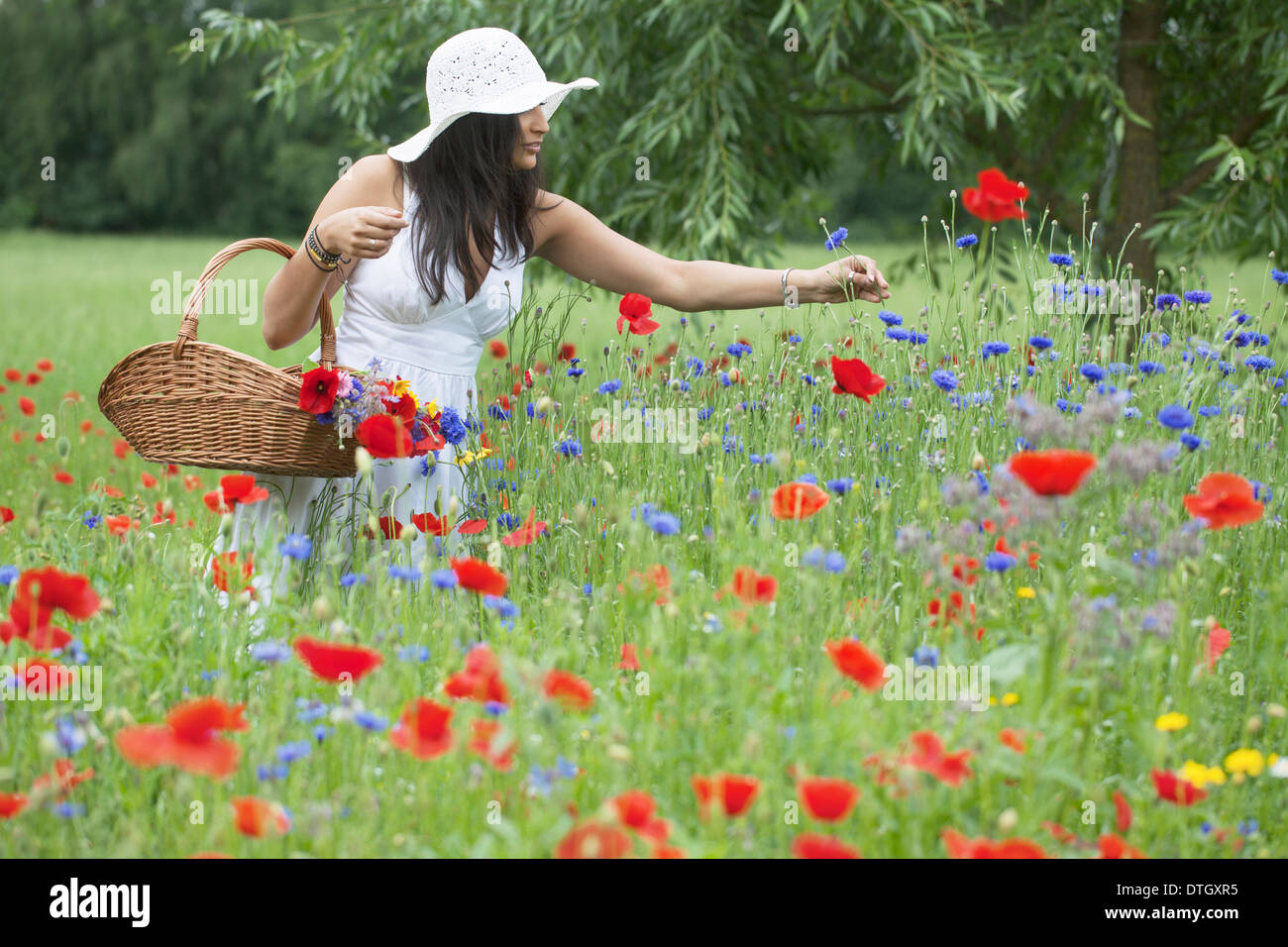 Woman in white summer dress picking flowers, Lower Saxony, Germany ...