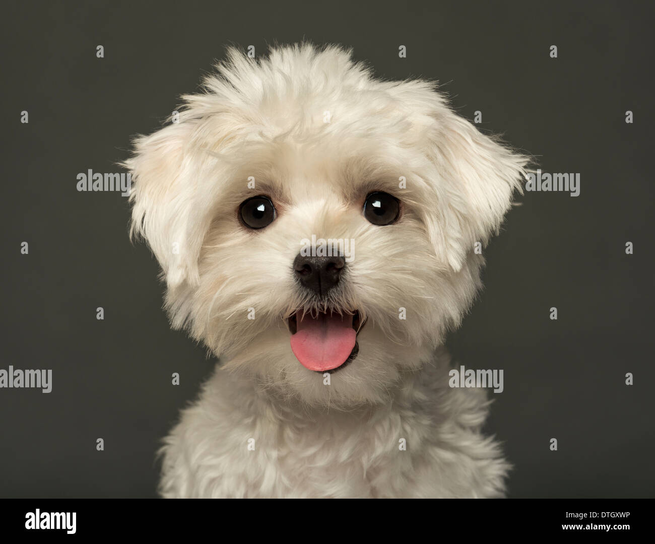 Maltese puppy hi-res stock photography and images - Alamy