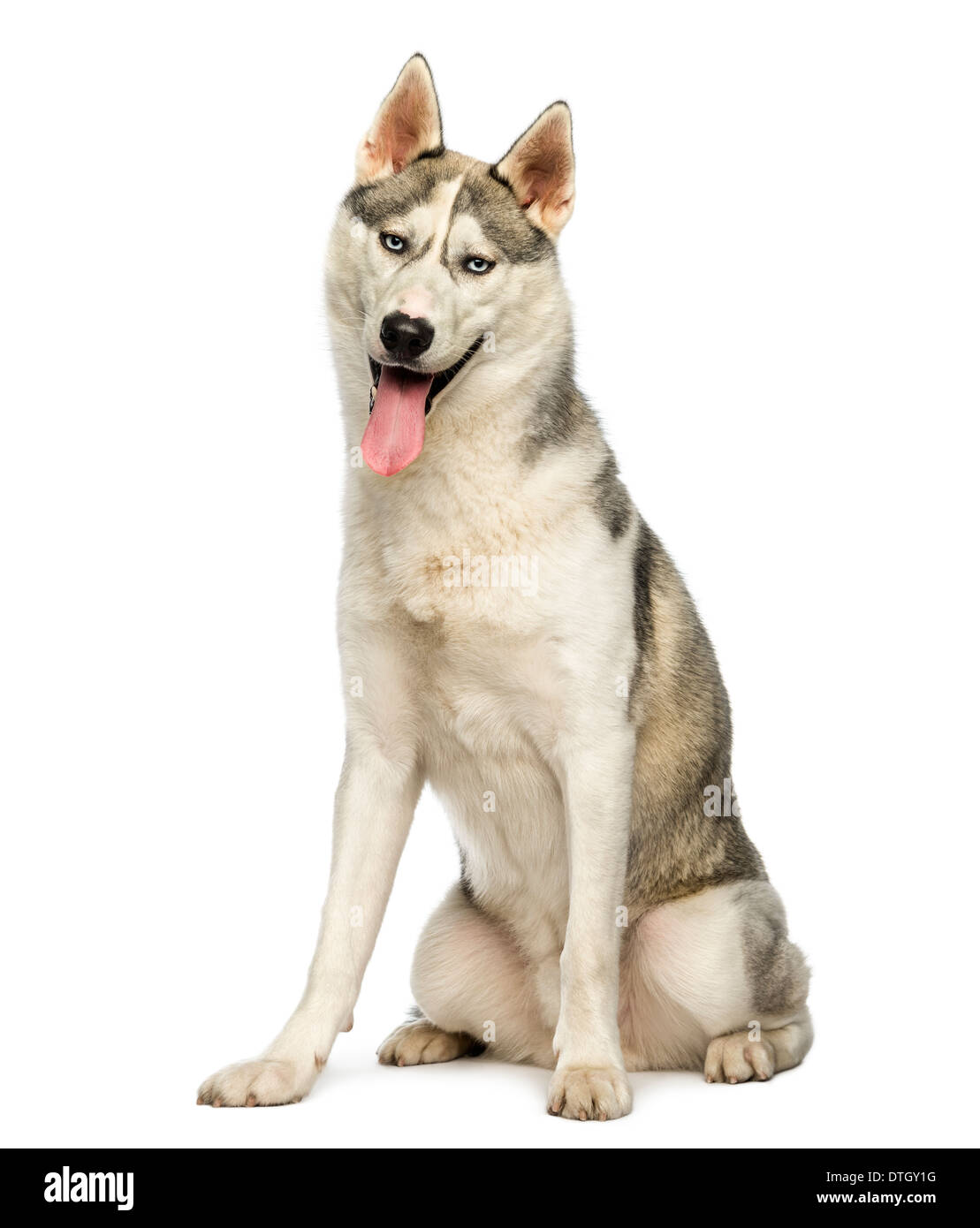 Husky sitting, panting, looking at the camera against white background ...