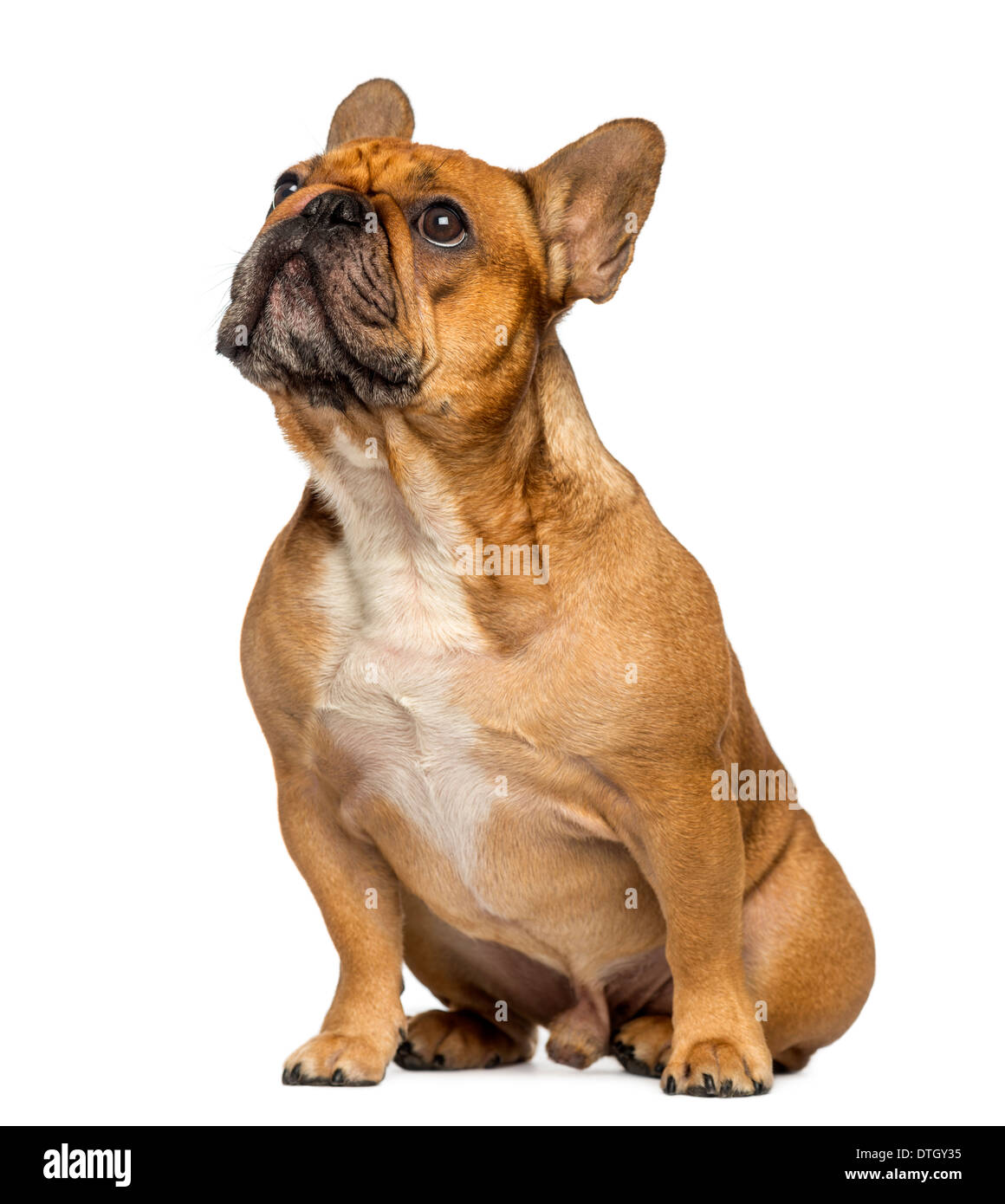 French bulldog sitting, looking up against white background Stock Photo ...