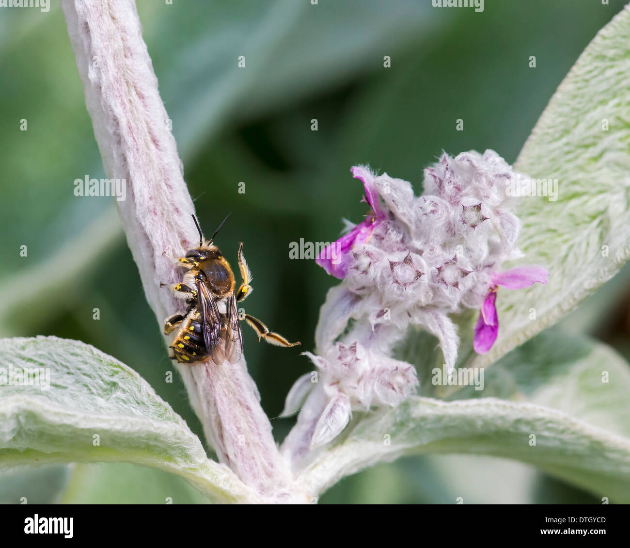 Male wool carder bee (Anthidium manicatum) grooming himself on lamb's ...