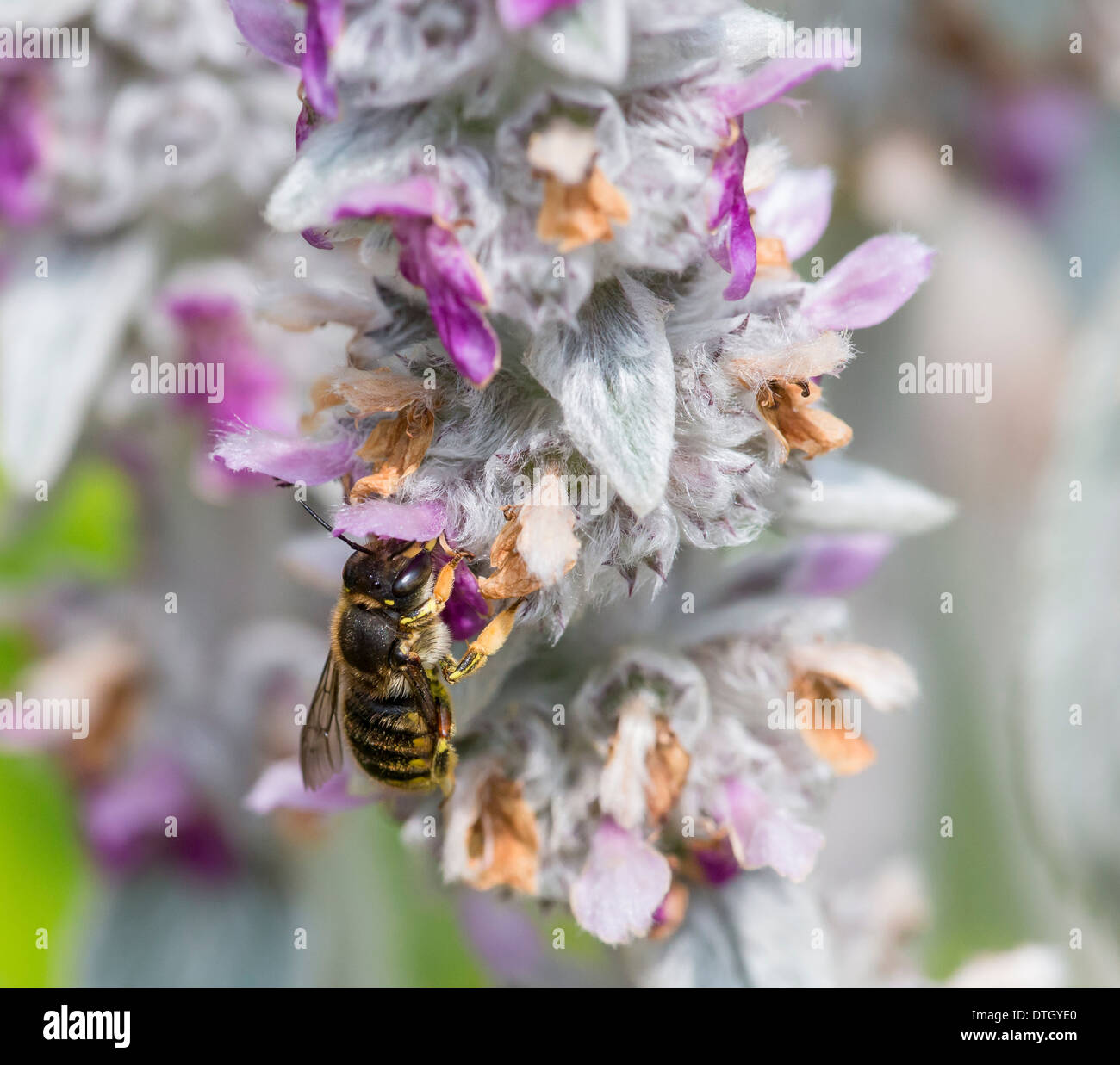 The wool carder bee (Anthidium manicatum) foraging on lamb's ear ...
