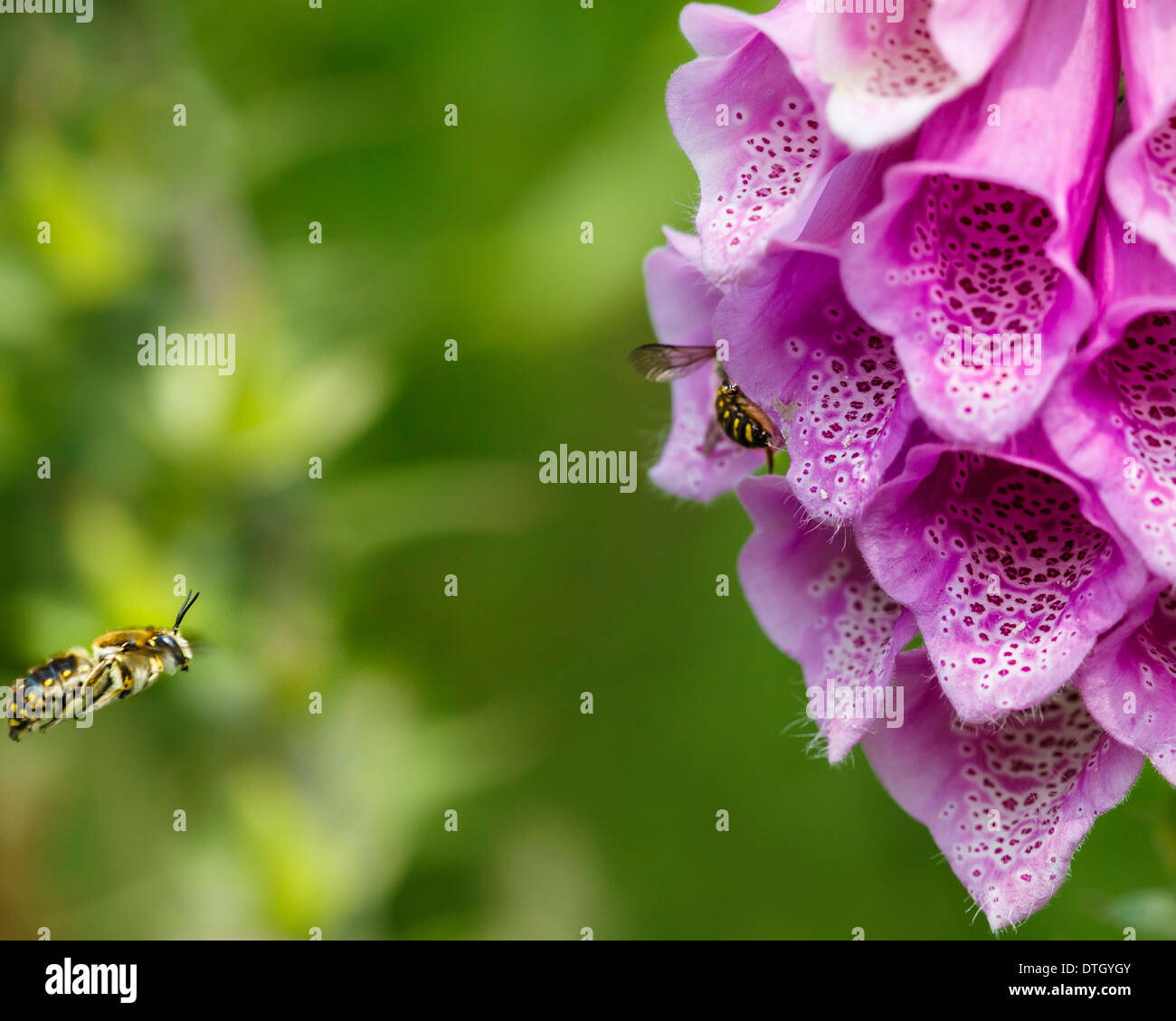 Male wool carder bee(Anthidium manicatum) in pursuit of female wool ...