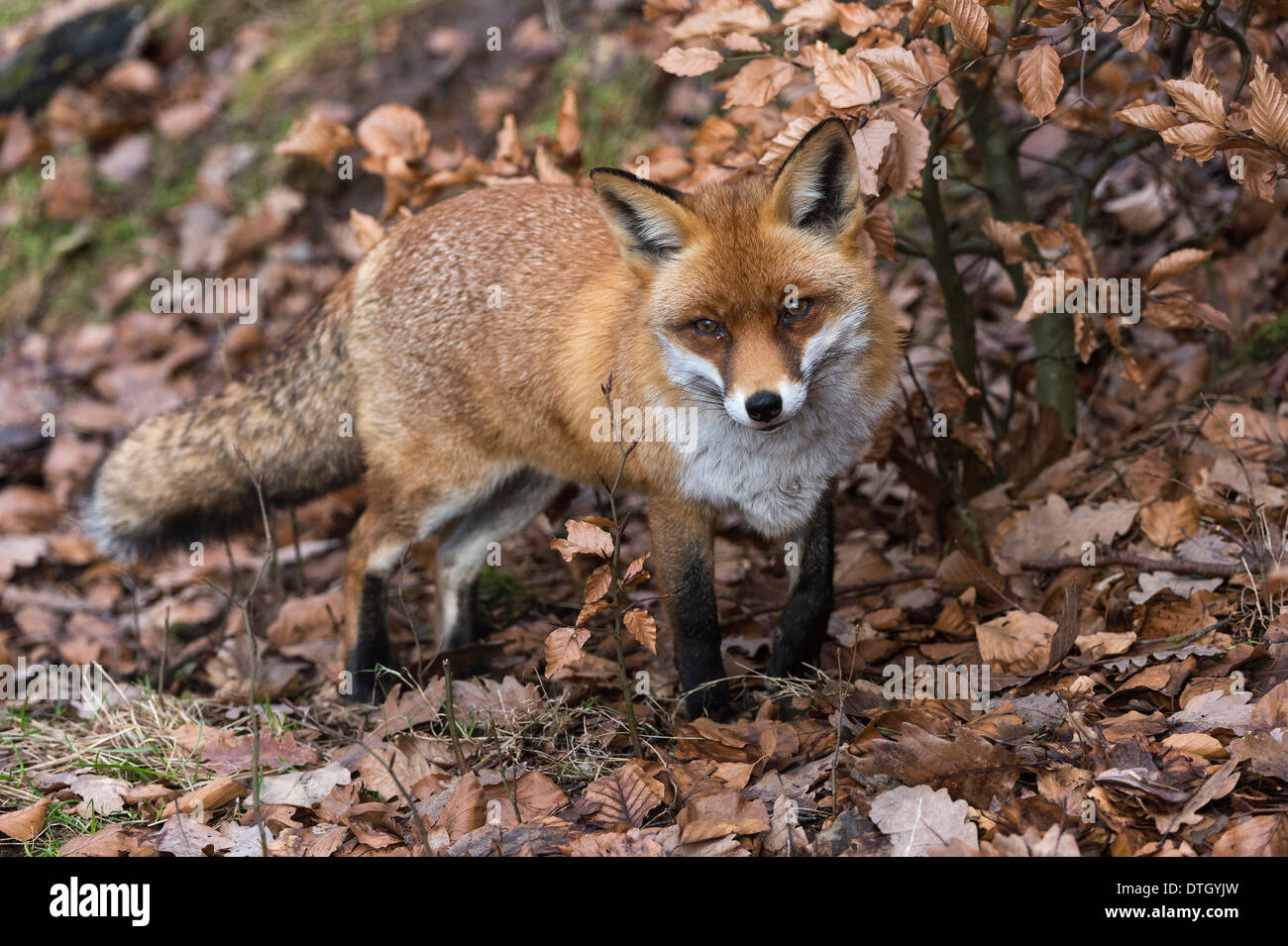 Red Fox (Vulpes vulpes), Wildpark Knüll wildlife park, Homberg, North ...