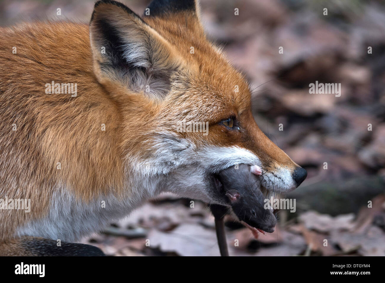 Red Fox (Vulpes vulpes) with a captured rat, Wildpark Knüll wildlife ...