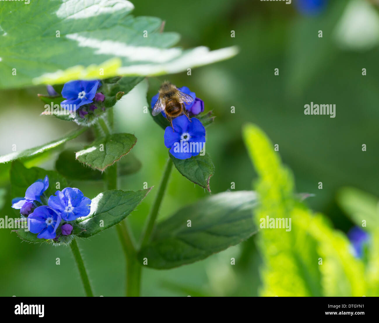 The red mason bee Osmia bicornis (formerly Osmia rufa) foraging on ...
