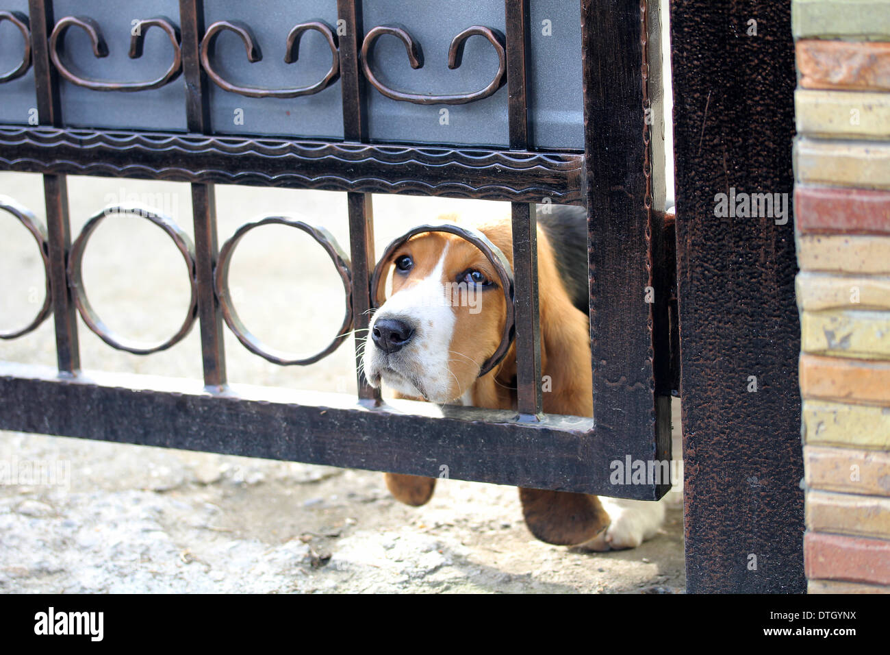 Droopy ear hi-res stock photography and images - Alamy
