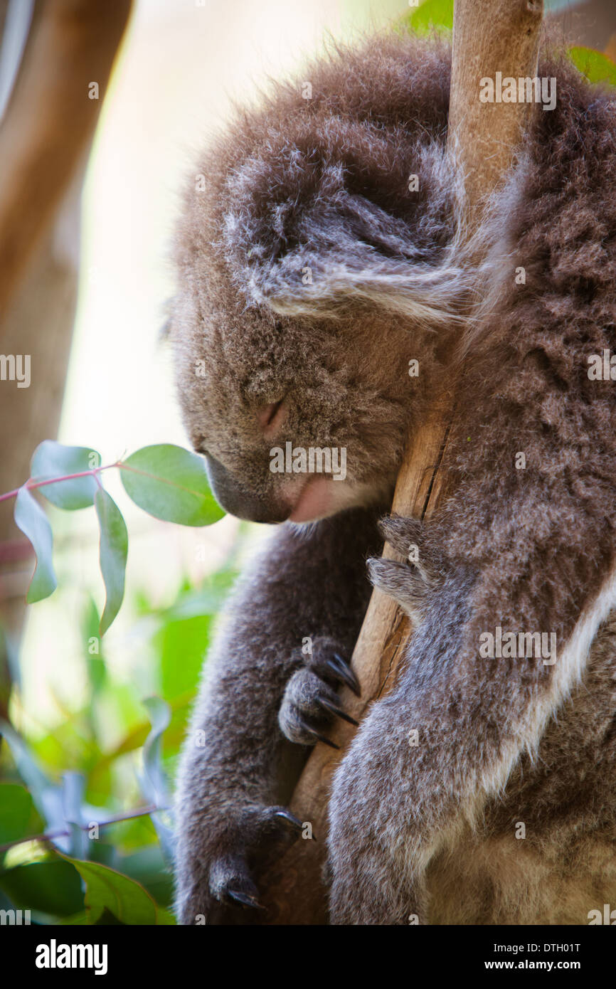 Happy koala hi-res stock photography and images - Alamy