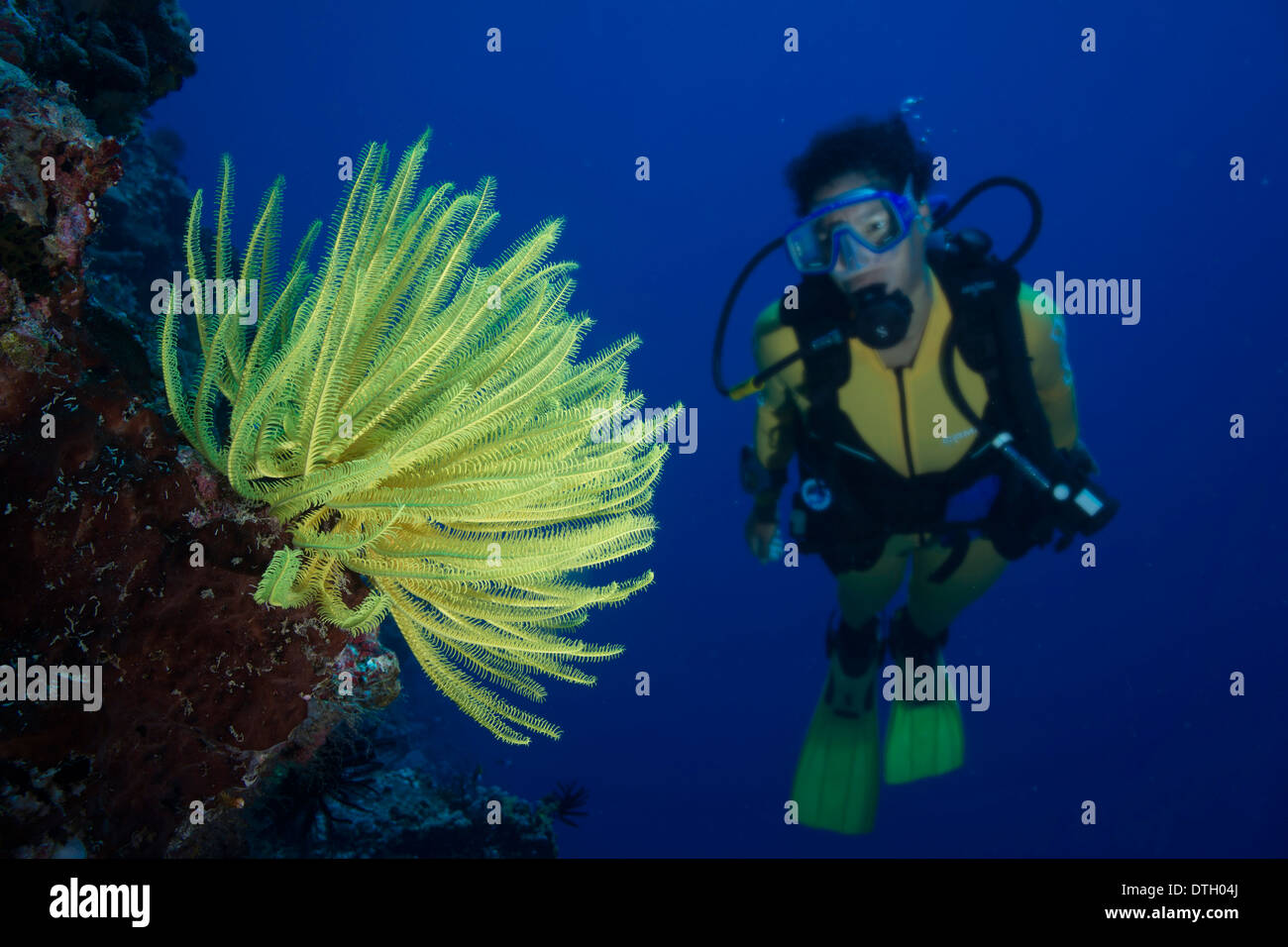 Scuba diver looking at a yellow Feather Star (Crinoidea), Philippines ...