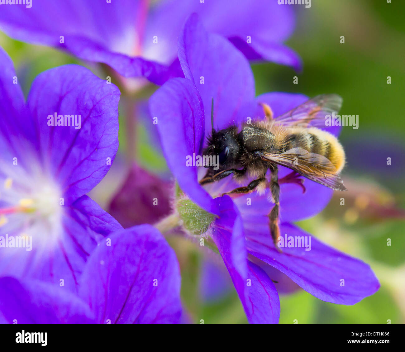 Mason bee uk hi-res stock photography and images - Alamy