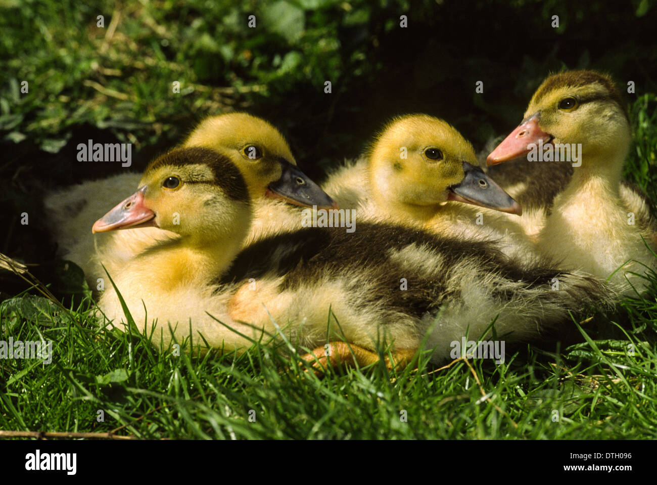 FOUR YOUNG DUCKLINGS RESTING ON GRASS Stock Photo - Alamy