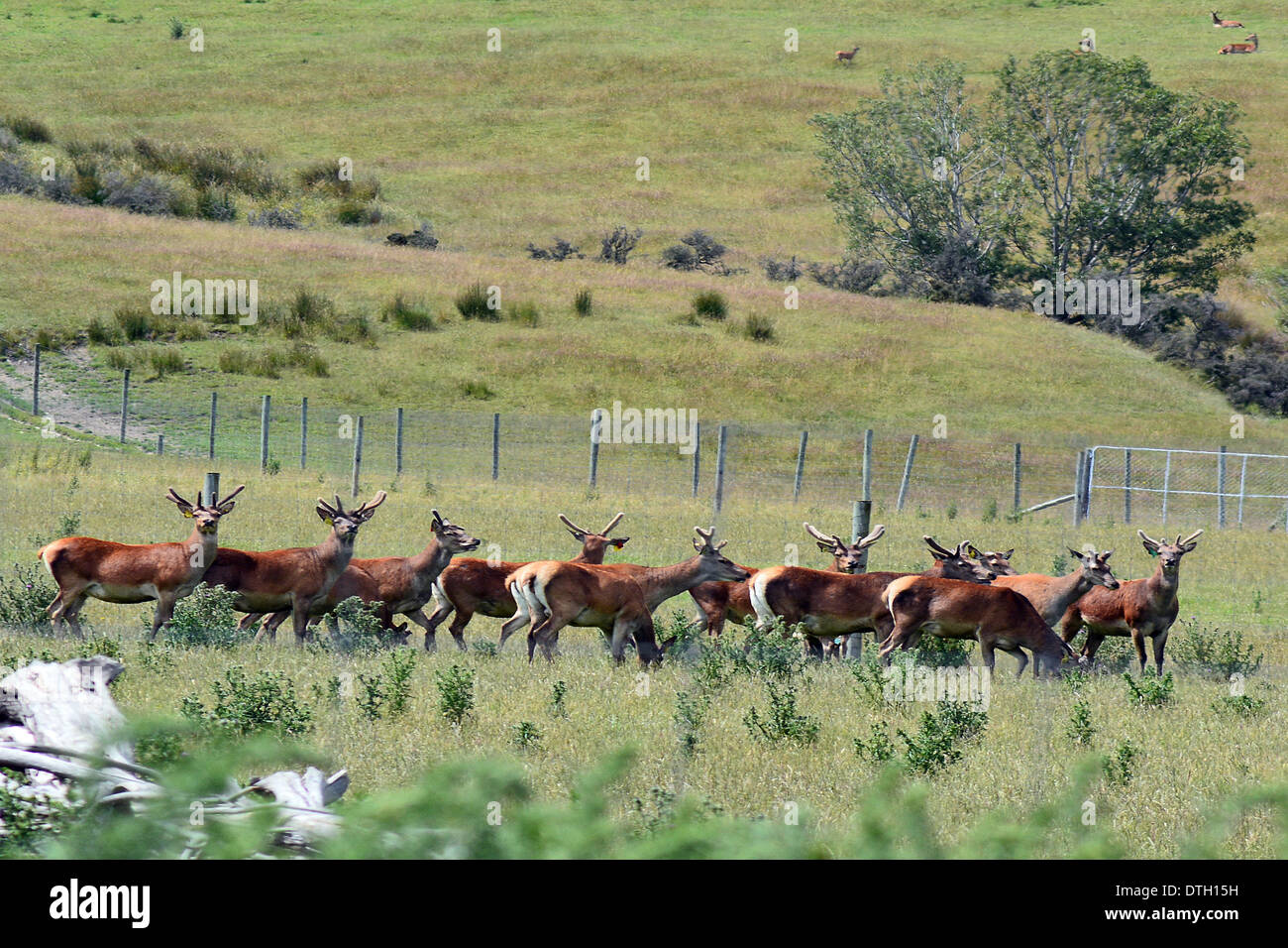 Deer Farm New Zealand High Resolution Stock Photography and Images - Alamy