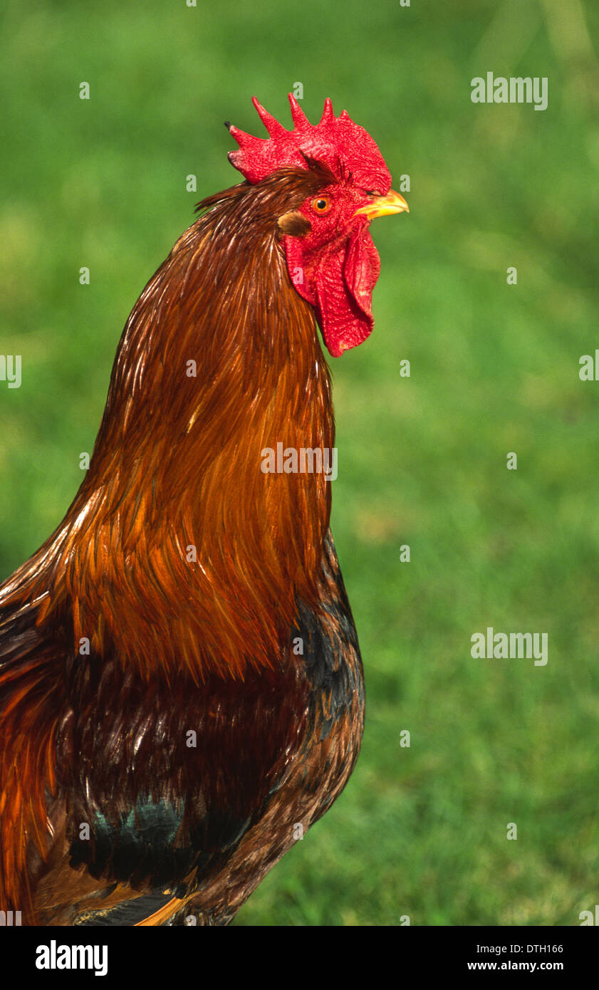 FEATHER COLOURS THE NECK OF A COCKEREL Stock Photo - Alamy