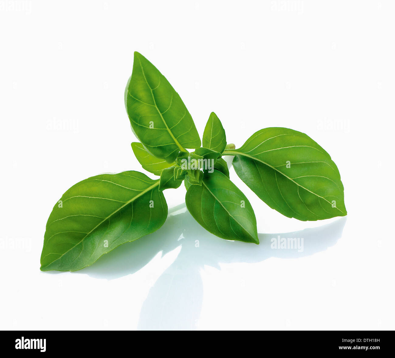 Basil herb cut out hi-res stock photography and images - Alamy