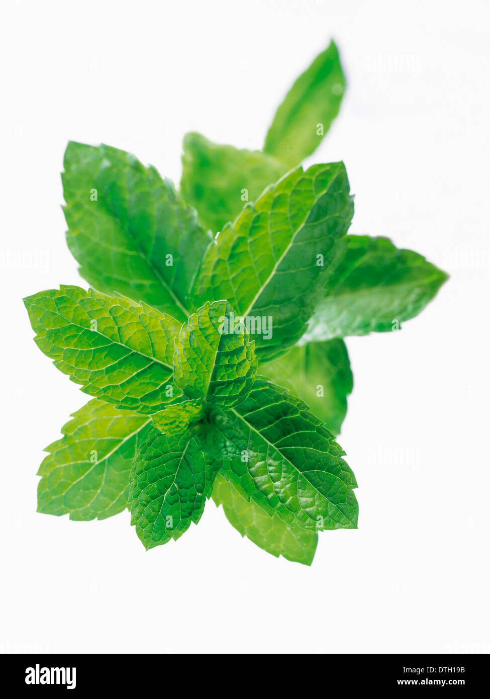 Cut-out fresh mint Stock Photo - Alamy