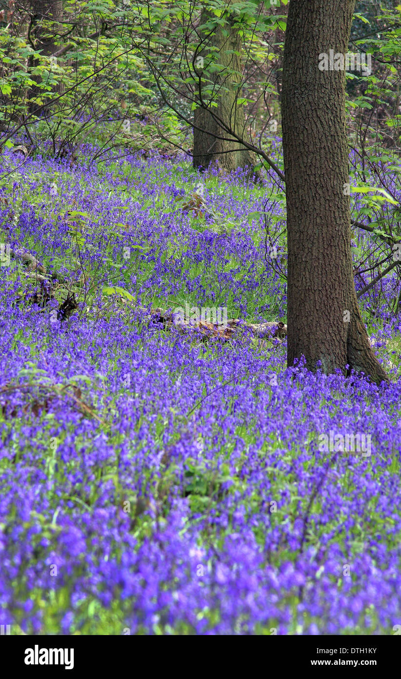 British native bluebells (Hyacinthoides non-scripta) in a ancient ...