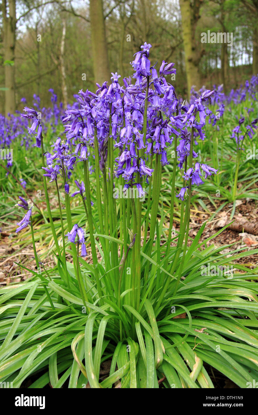 British native bluebells (Hyacinthoides non-scripta) in a ancient ...