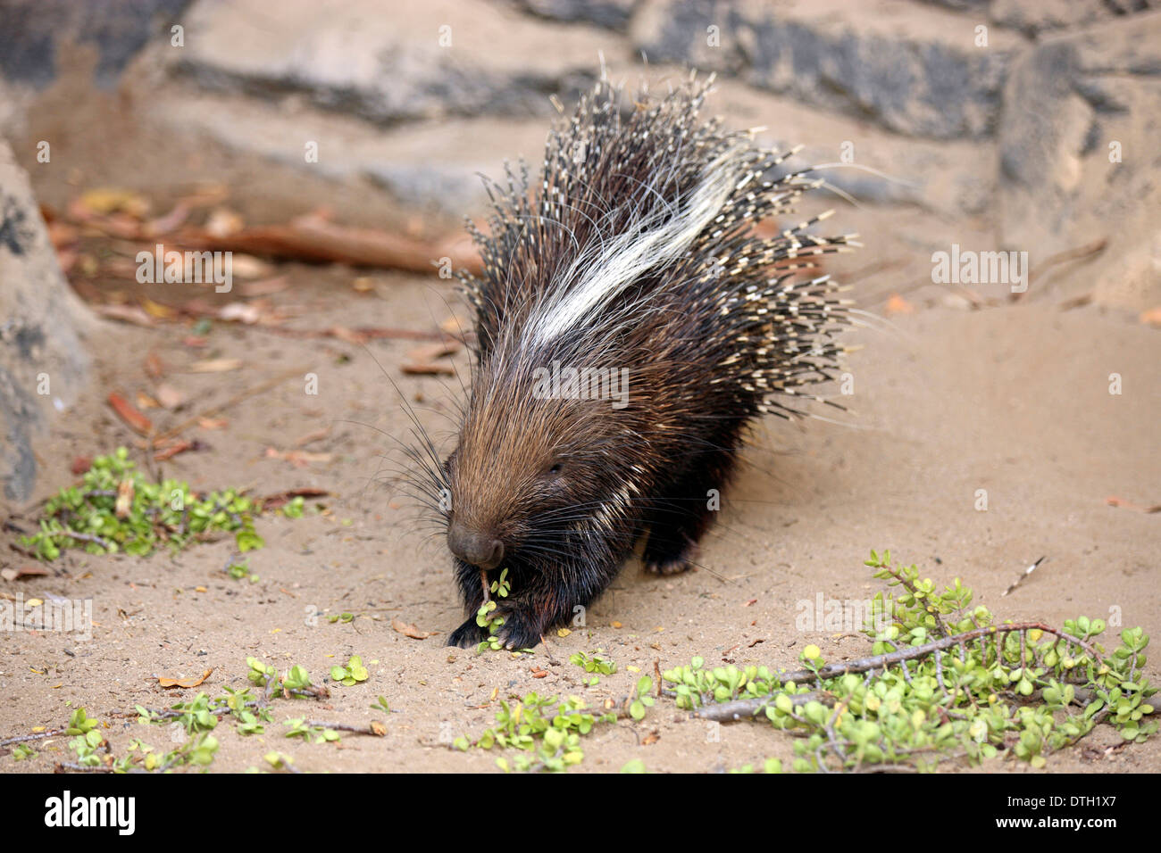 Cape Porcupine, South Africa / (Hystrix africaeaustralis Stock Photo ...