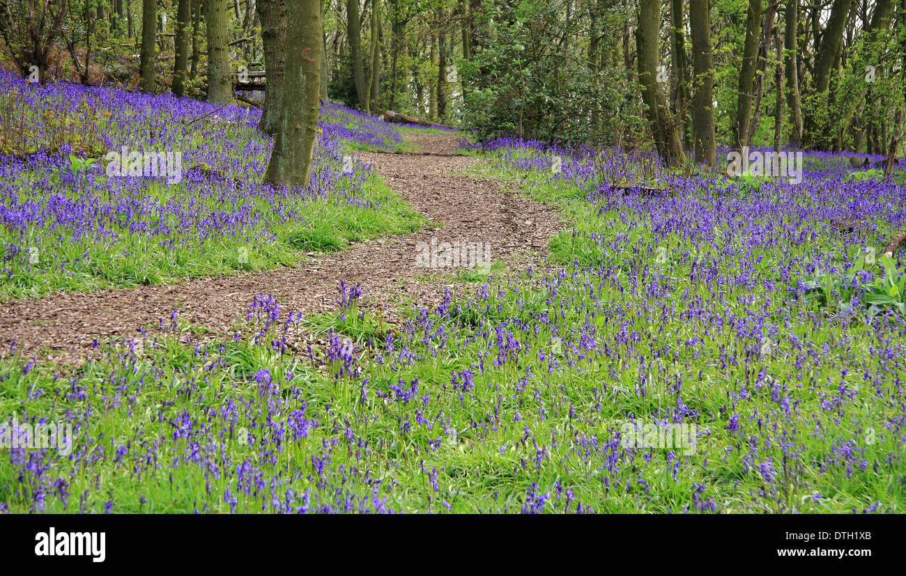 British native bluebells (Hyacinthoides non-scripta) in a ancient ...