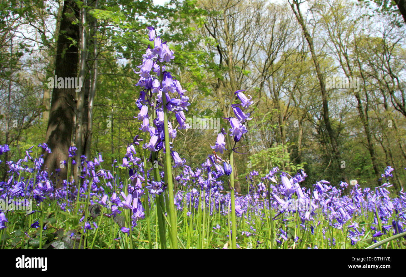 British native bluebells (Hyacinthoides non-scripta) in a ancient ...
