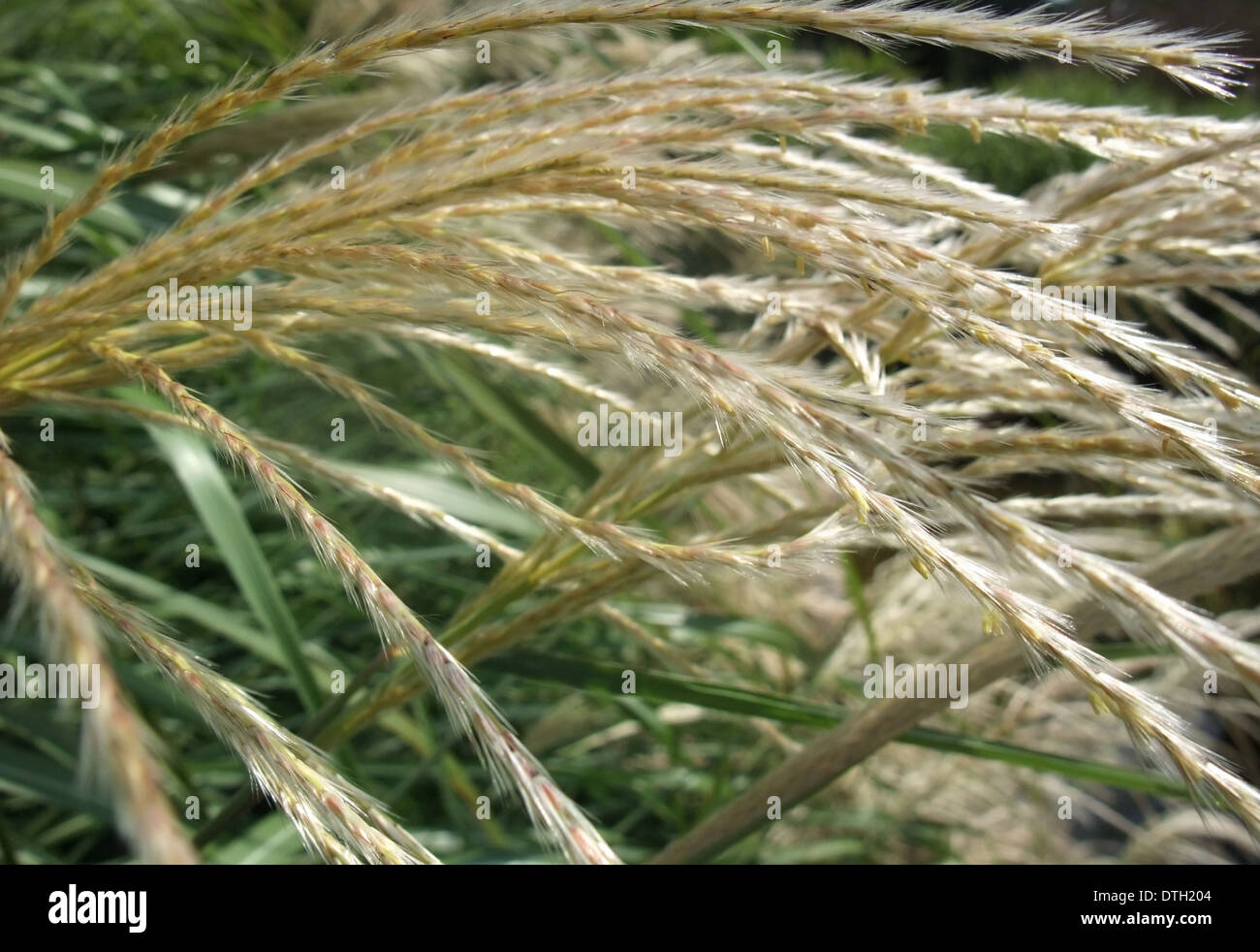 Long Thin Stem Stock Photos & Long Thin Stem Stock Images - Alamy