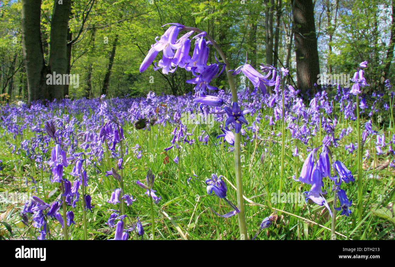 British native hi-res stock photography and images - Alamy