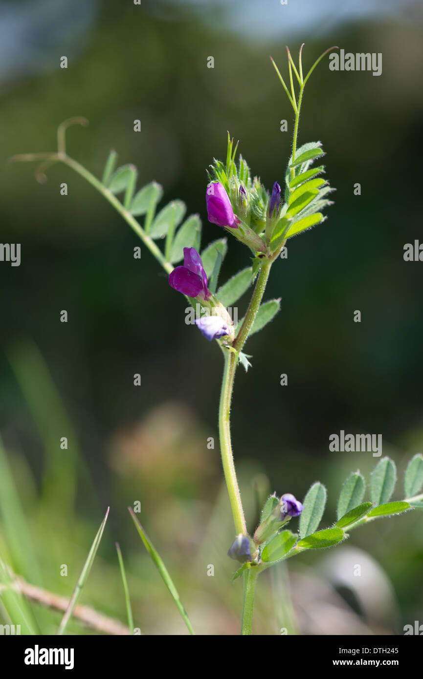 Long purple wild flower hi-res stock photography and images - Alamy