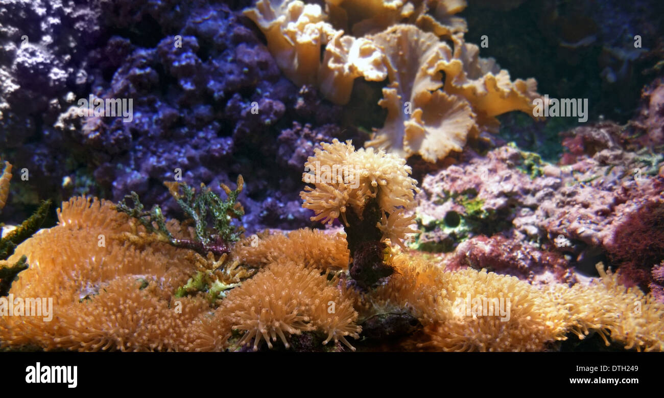 underwater scenery including various sea life species Stock Photo - Alamy