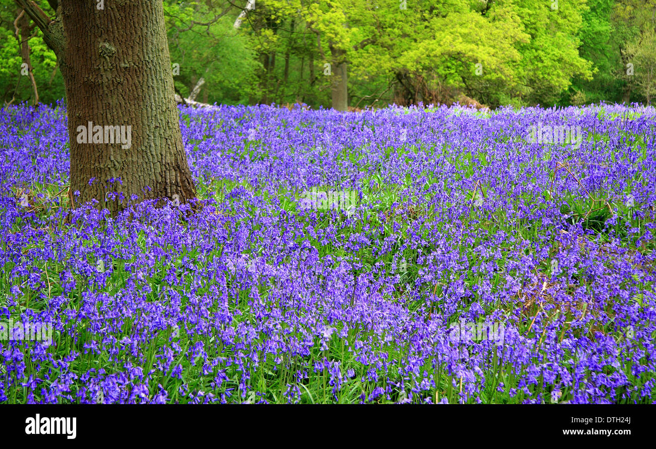 British native bluebells (Hyacinthoides non-scripta) in a ancient ...