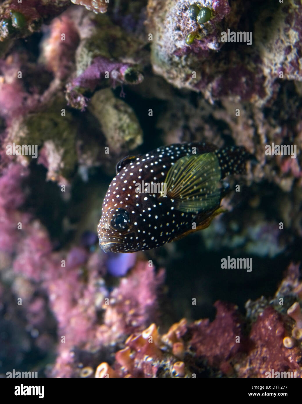 Dot camouflage hi-res stock photography and images - Alamy