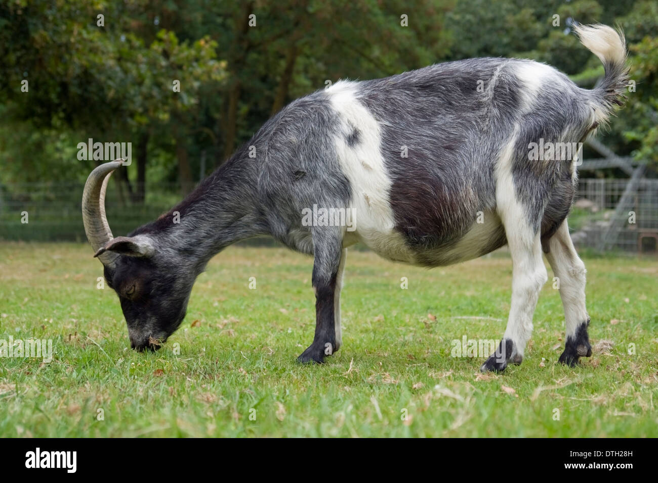 low angle shot of a goat in natural back Stock Photo - Alamy
