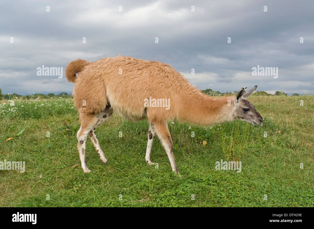 outdoor scenery showing a Lama on green grass Stock Photo - Alamy