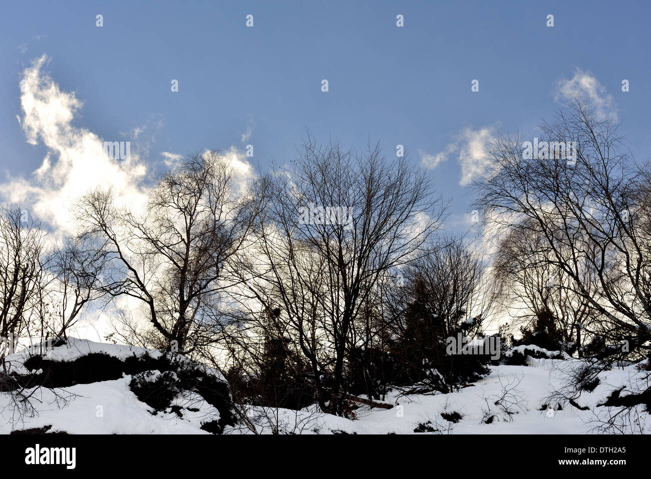 Sky and trees background hi-res stock photography and images - Alamy