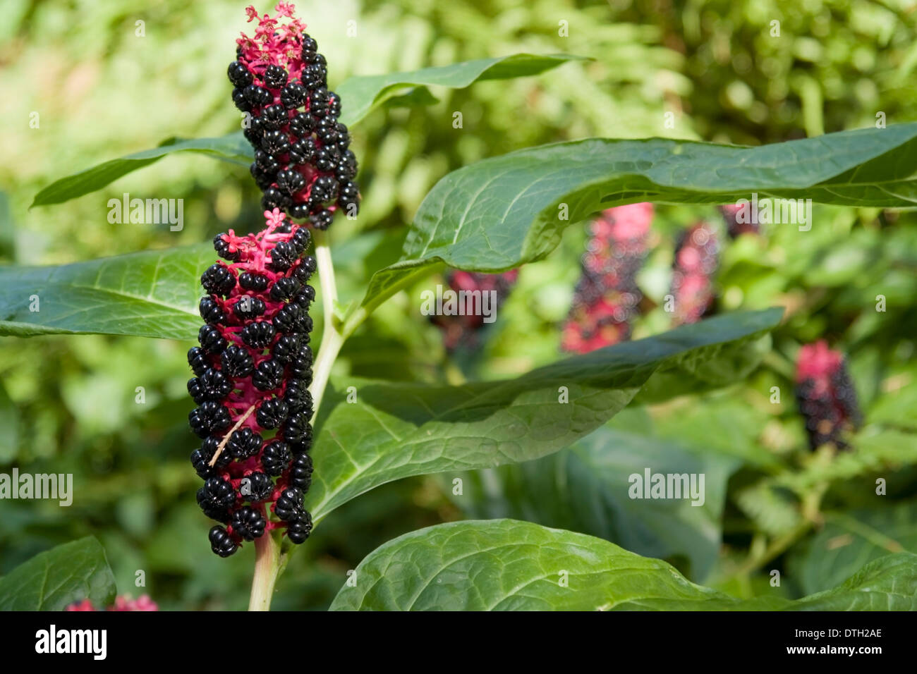Red ink plants hi-res stock photography and images - Alamy