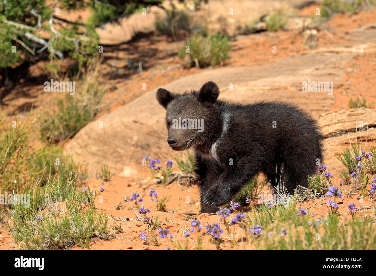 Grizzly Bear, 3 months, Monument Valley, Utah, USA / (Ursus arctos ...