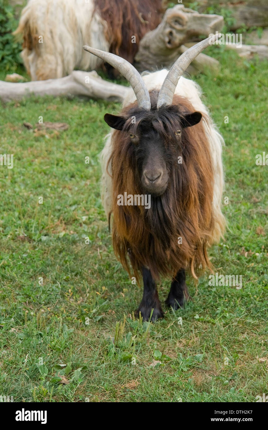 Valais blackneck goat hi-res stock photography and images - Alamy