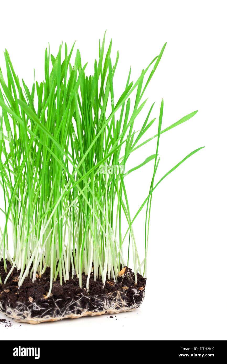 Grass with roots hi-res stock photography and images - Alamy