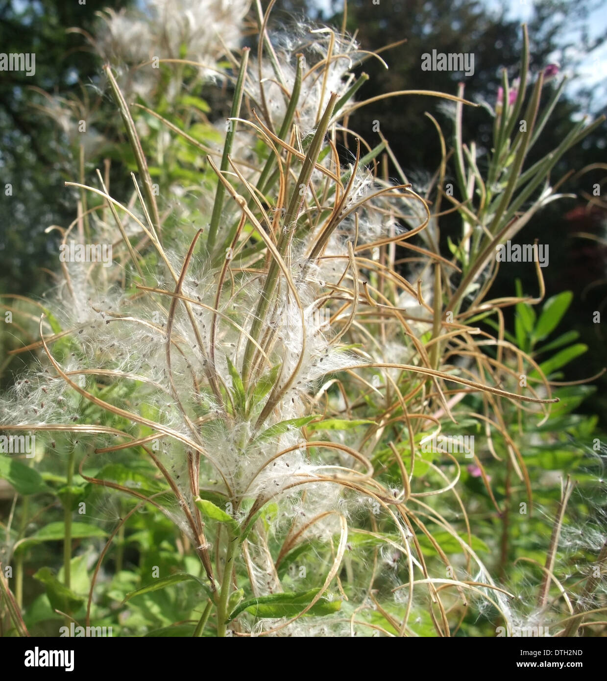 detail of a sunny illuminated shrubby plant while spreading fluffy ...