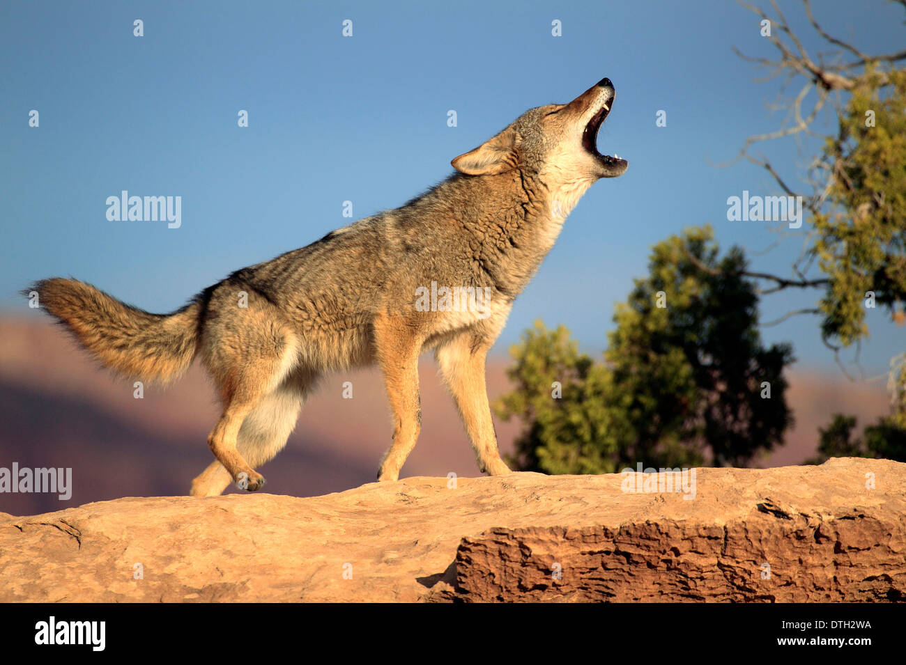 Coyote with prey hi-res stock photography and images - Alamy