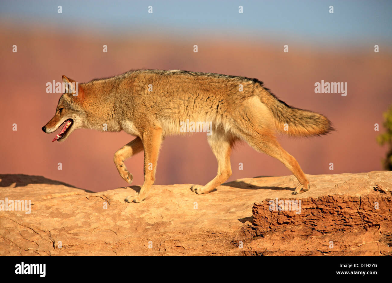 Coyote images hi-res stock photography and images - Alamy