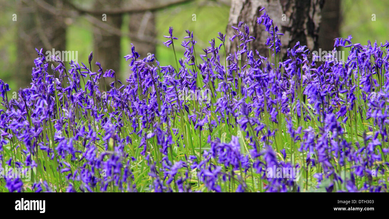 British native bluebells (Hyacinthoides non-scripta) in a ancient ...