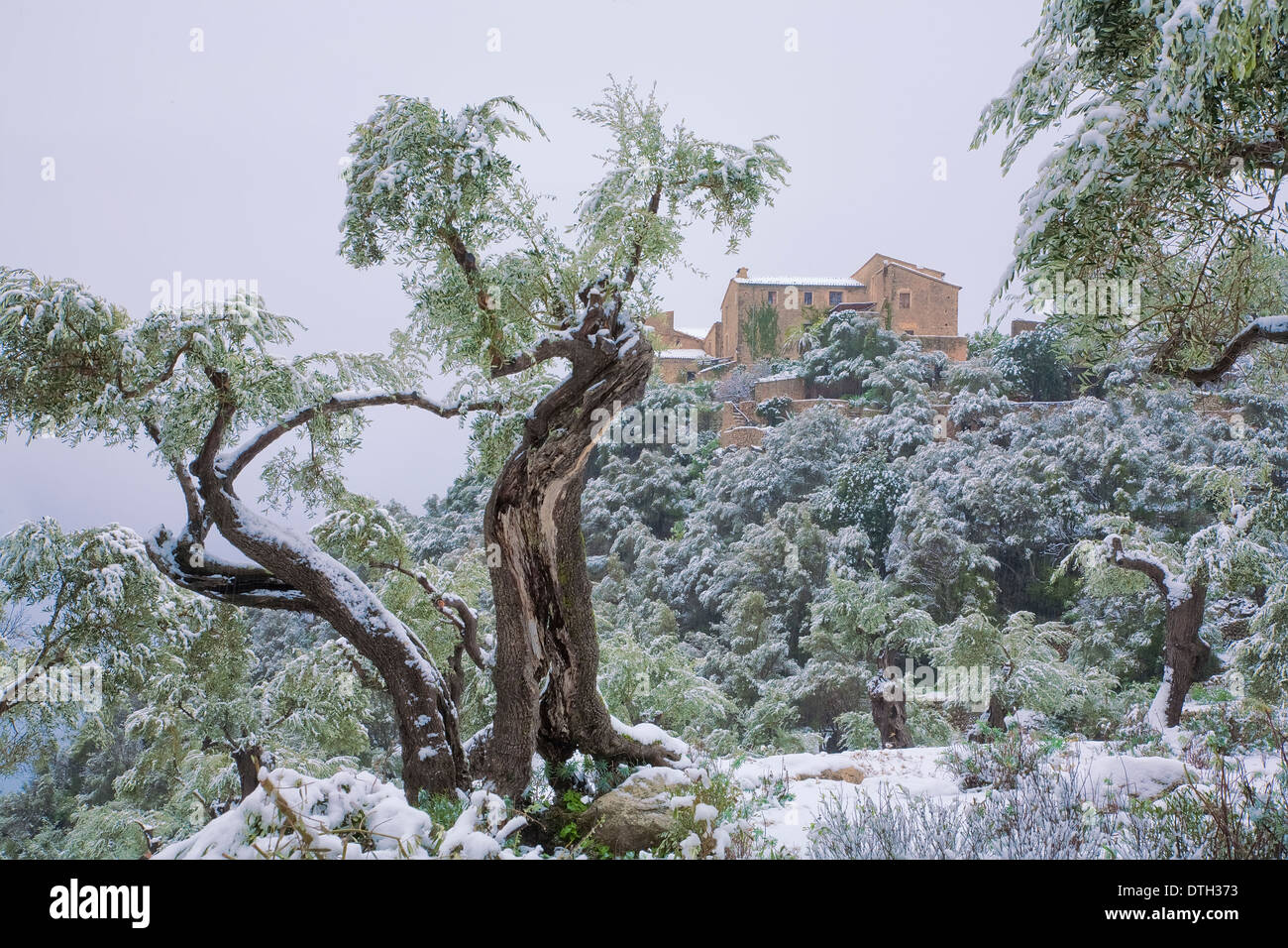 Son Rullan country estate and olive trees in Wintertime. Deià area ...