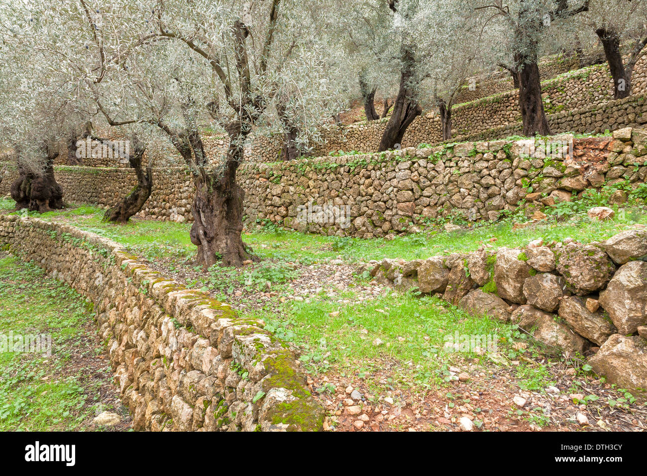 Olive trees on cultivation terraces. Tramuntana mountains. Sóller area ...