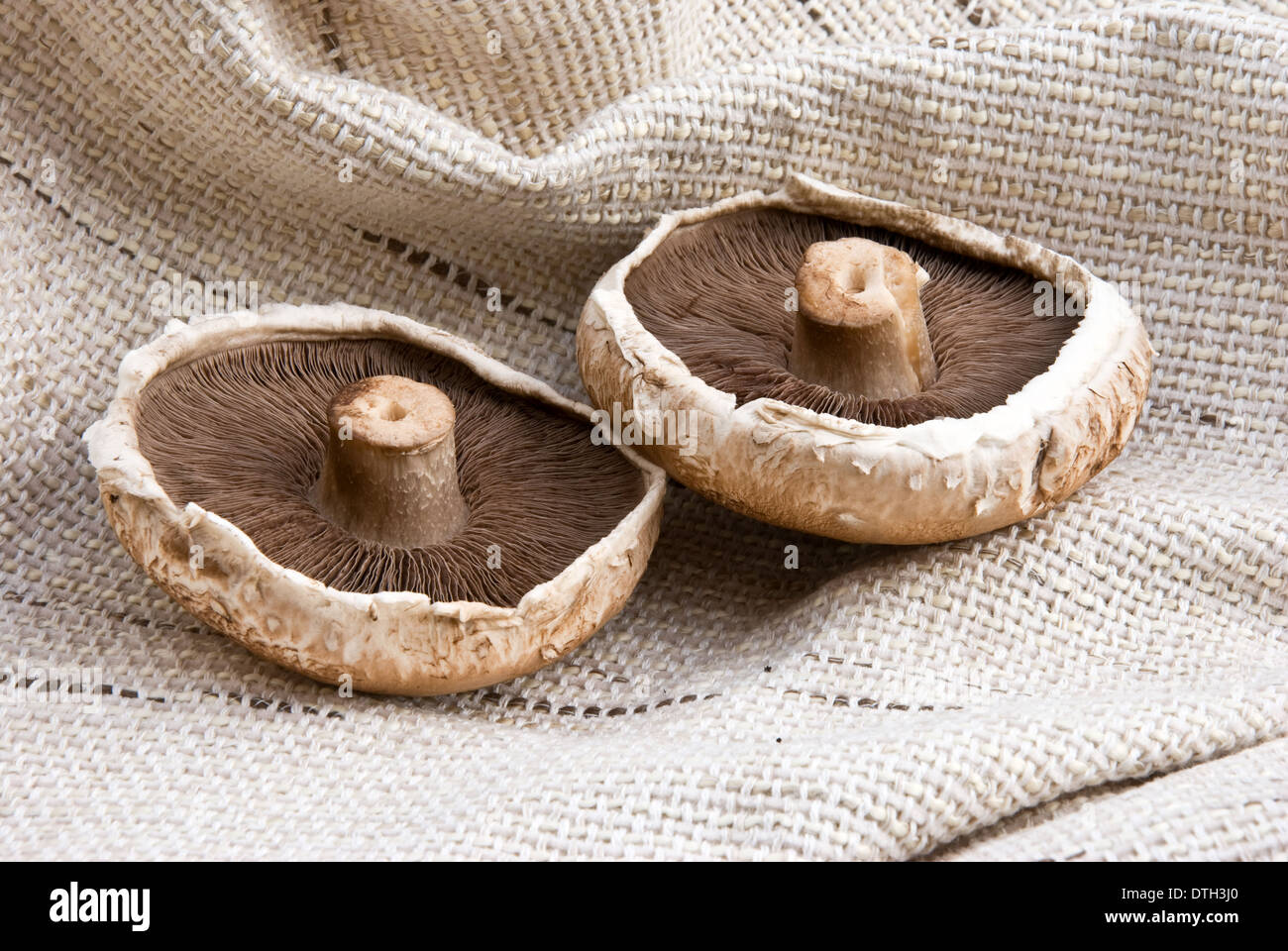 Two large mushrooms Stock Photo - Alamy
