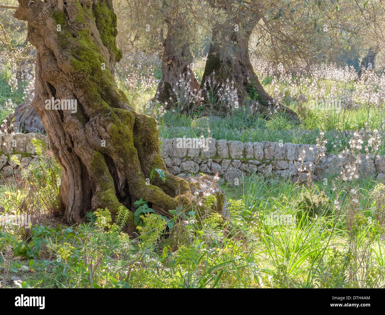 Olive trees on cultivation terraces. Tramuntana mountains. Escorca area ...