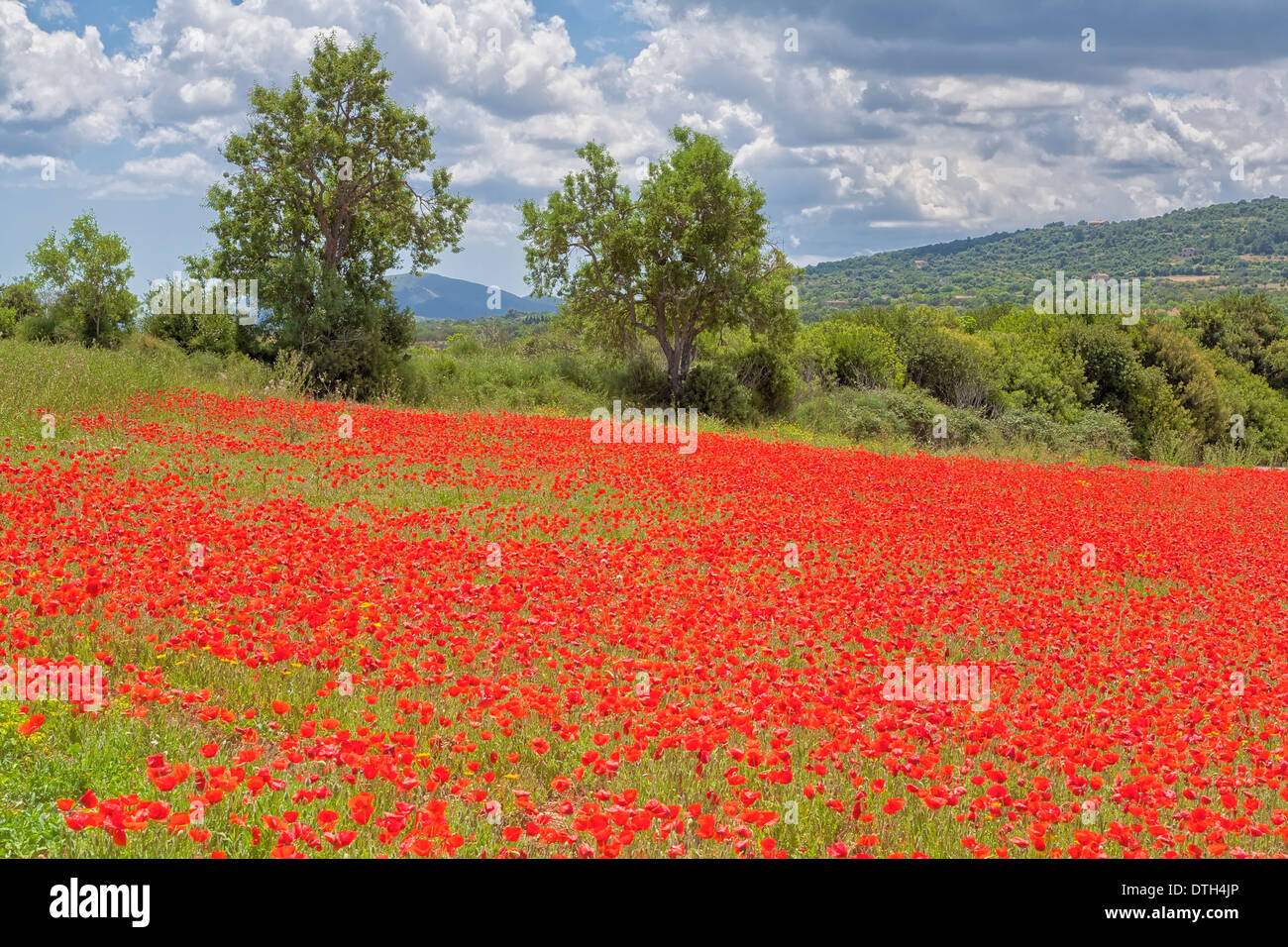 Field of poppies (Papaver rhoeas) and carob trees in Manacor area, east ...