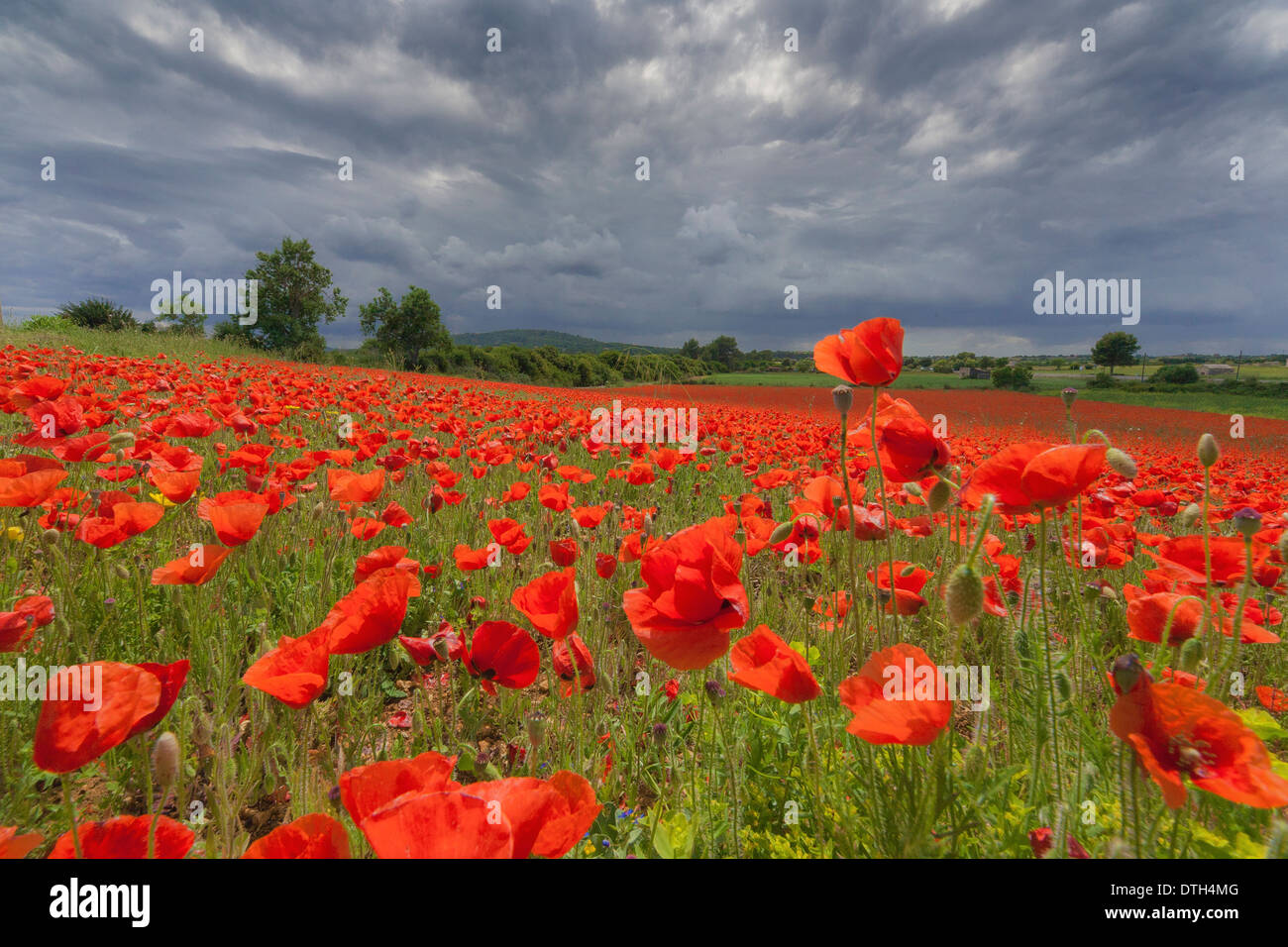 Spain majorca east tree hi-res stock photography and images - Alamy