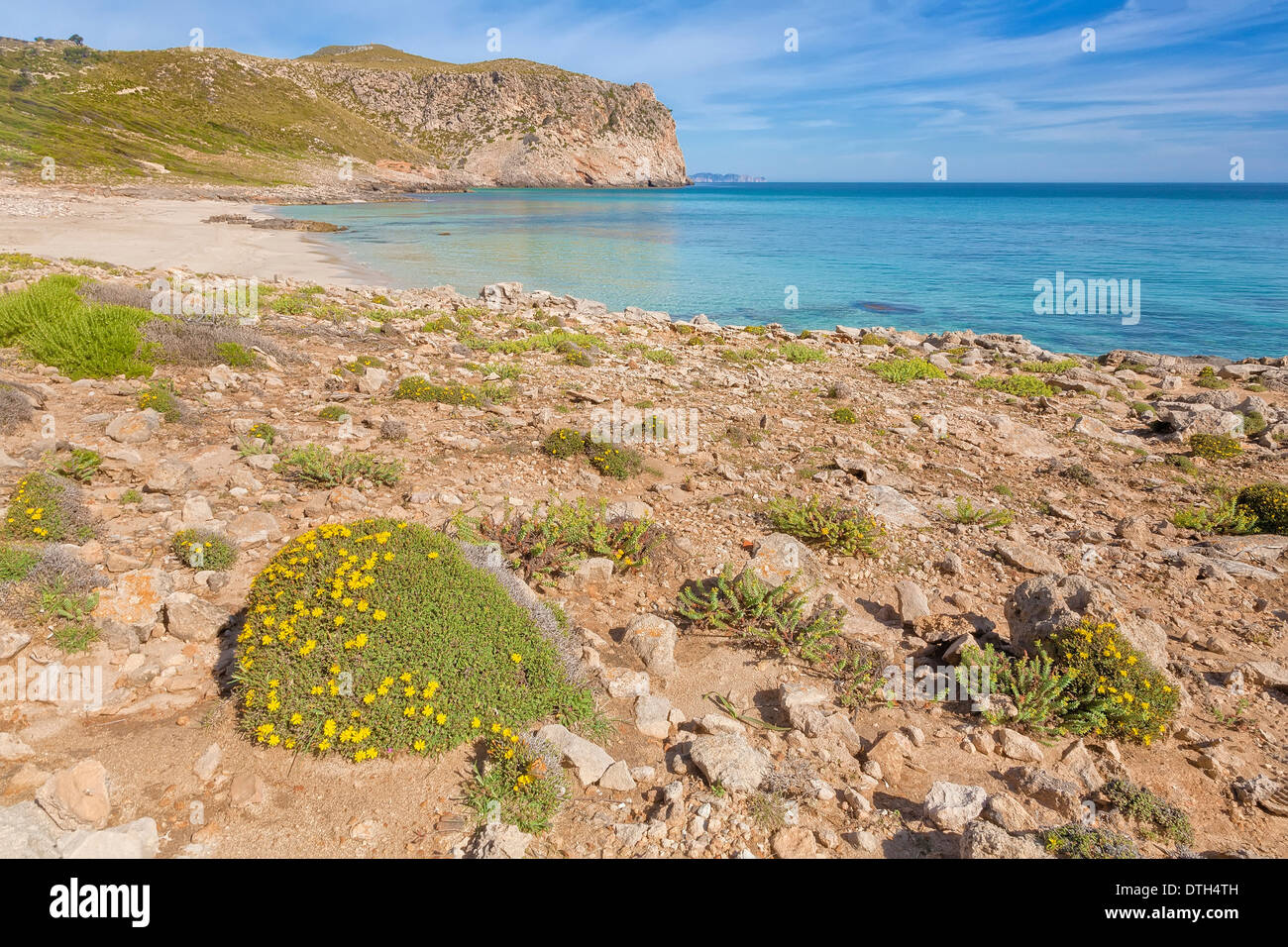 Launaea cervicornis hi-res stock photography and images - Alamy