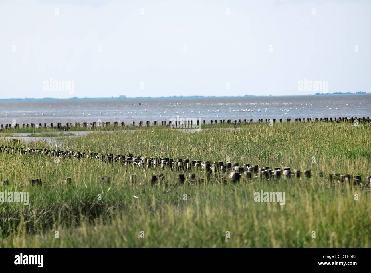 Wadden Sea in Germany dithmarschen world heritage site Stock Photo - Alamy
